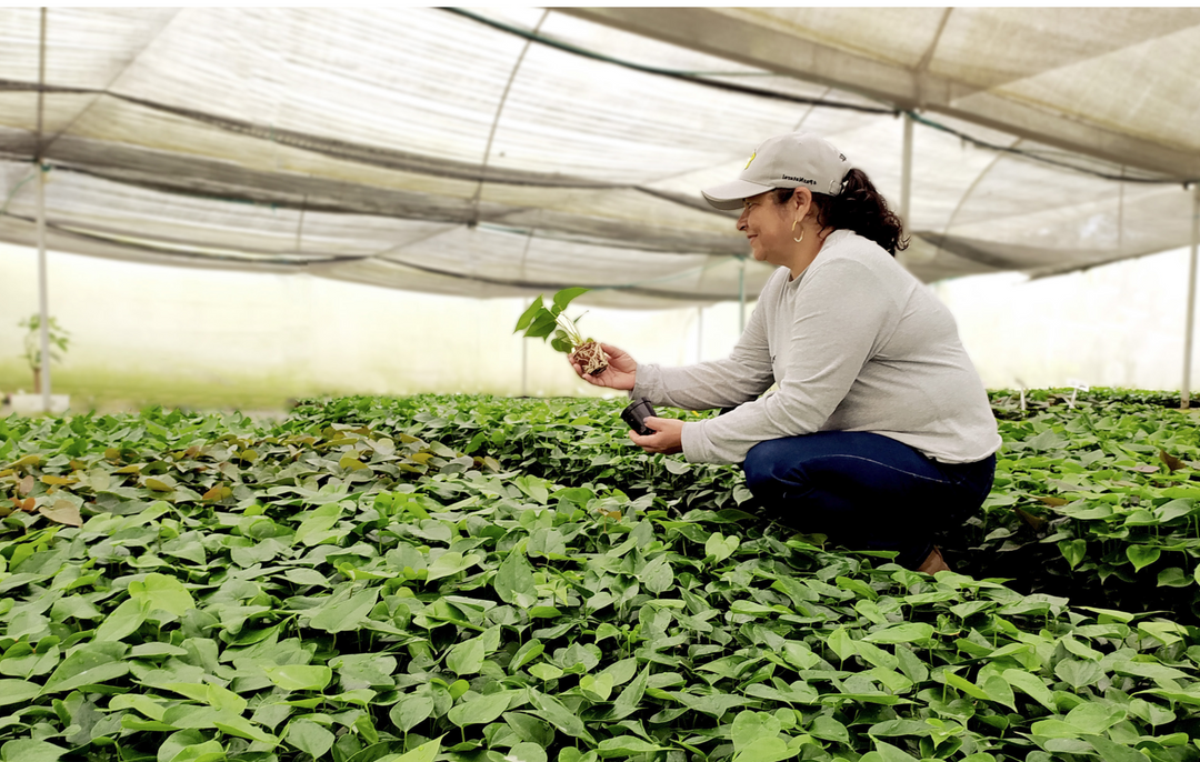 Orquídea Grandi Premium Morada Colmar en Matera Acanalada – @PIANTECOL