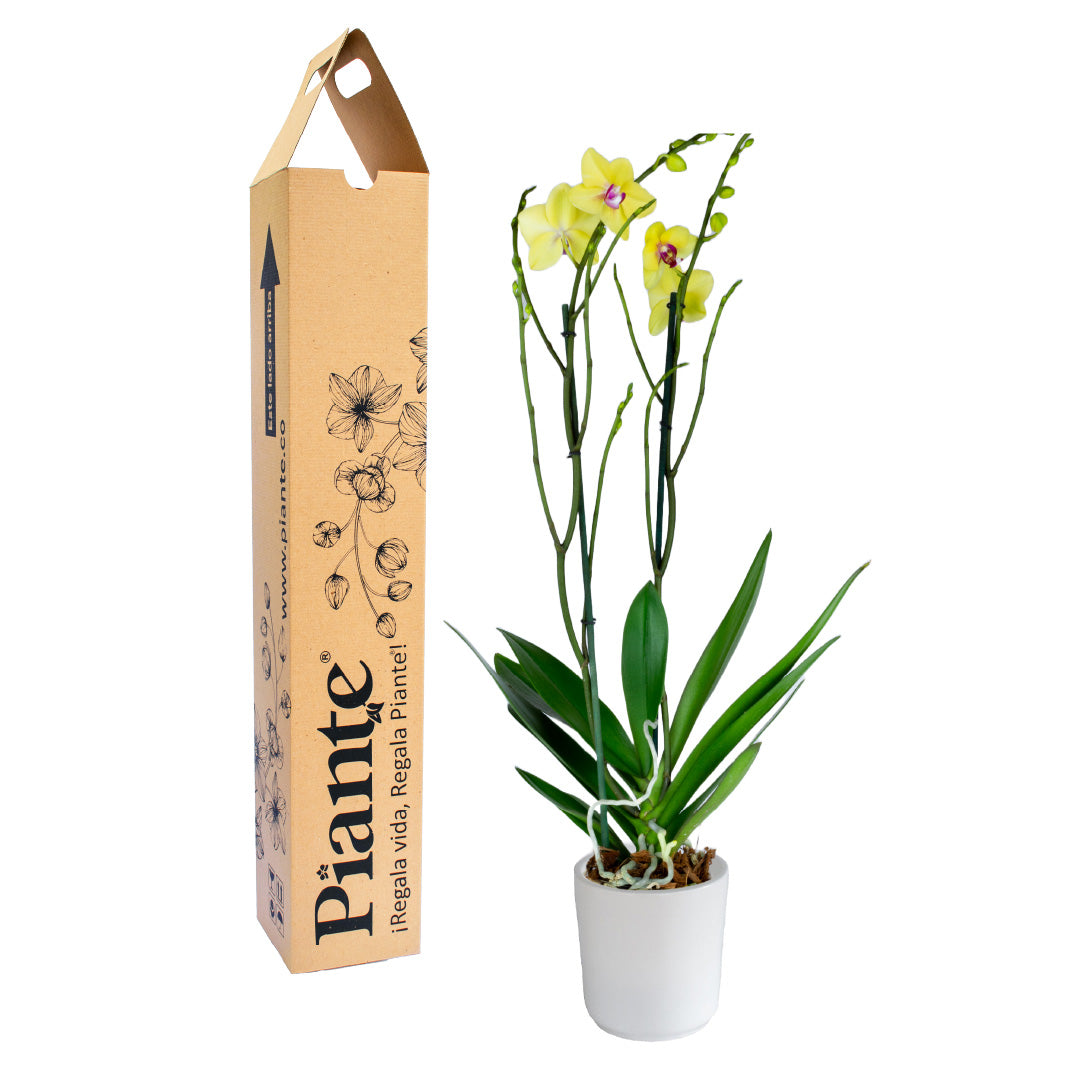 Orquídea Grandi supreme AMARILLO Modena en matera ceramica – @PIANTECOL