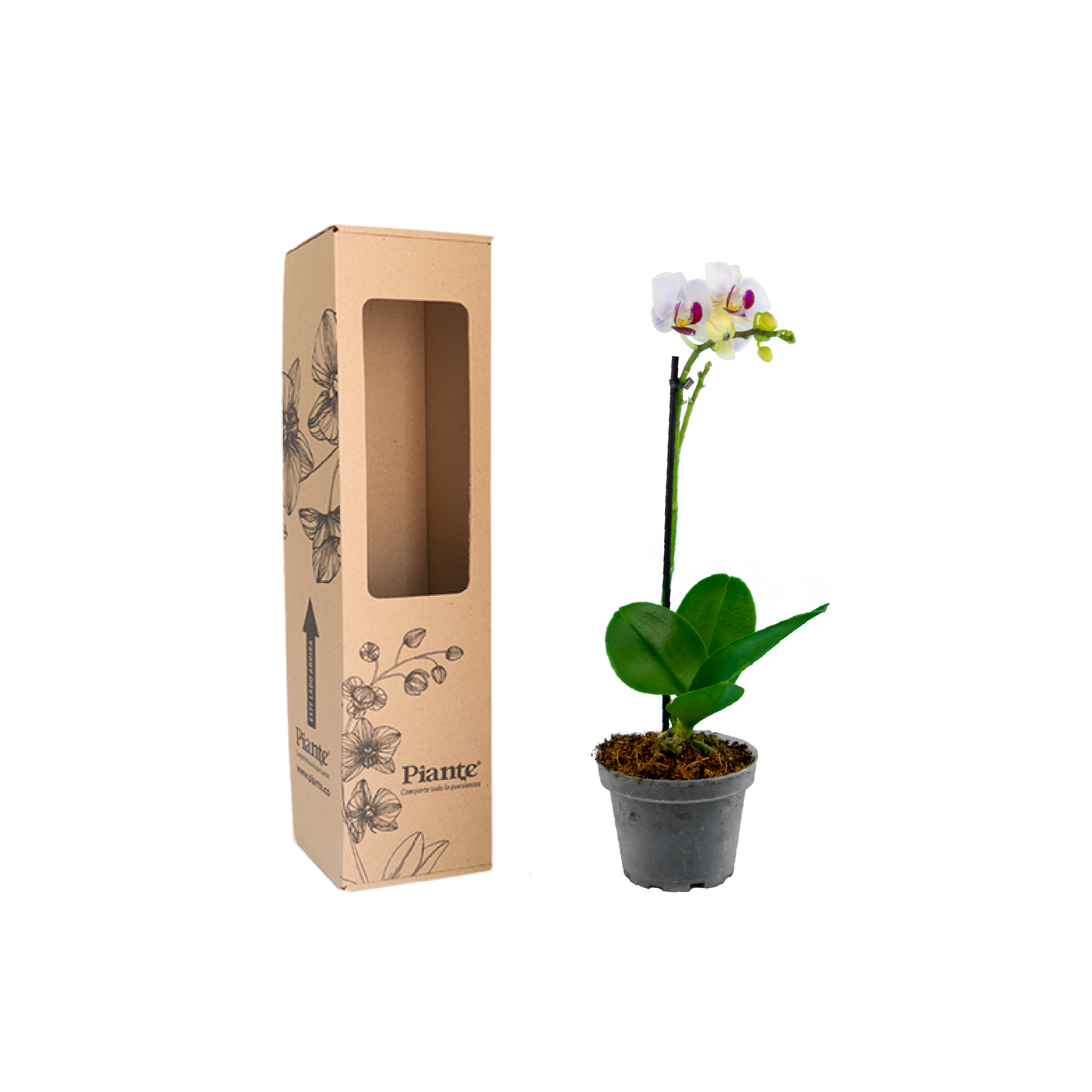 Orquídea Mini Premium Blanco Little Spirit – @PIANTECOL