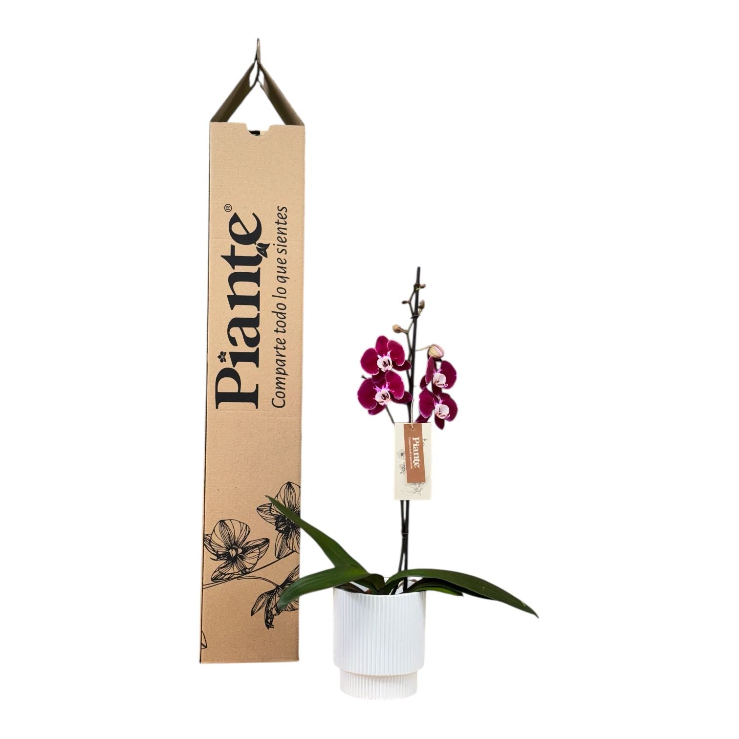 Orquídea Grandi Premium Morada Colmar en Matera Acanalada – @PIANTECOL